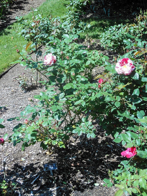 Garden State Roses: Reeves Rose Garden Update