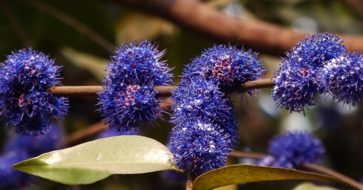 Onjon or Iron-wood tree, Memecylon edule