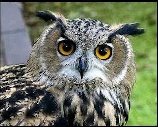 BIRO SUPRANATURAL NUSANTARA INDONESIA CAB. MANADO SULUT: BURUNG MANGUNI