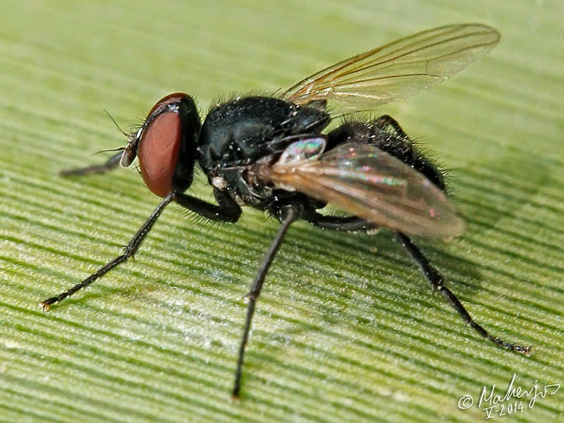 Biodiversidad Costa Granadina y ... (Fauna): Hydrotaea capensis