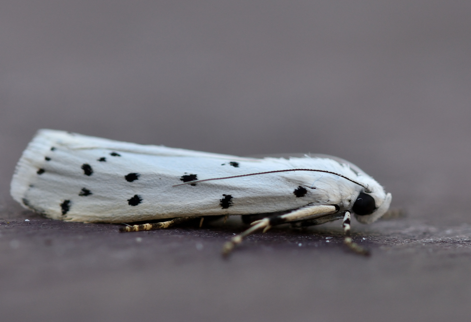 Carmarthenshire Moth and Butterfly Group: New moths Burry Port