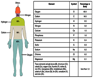 The Human Body Elements