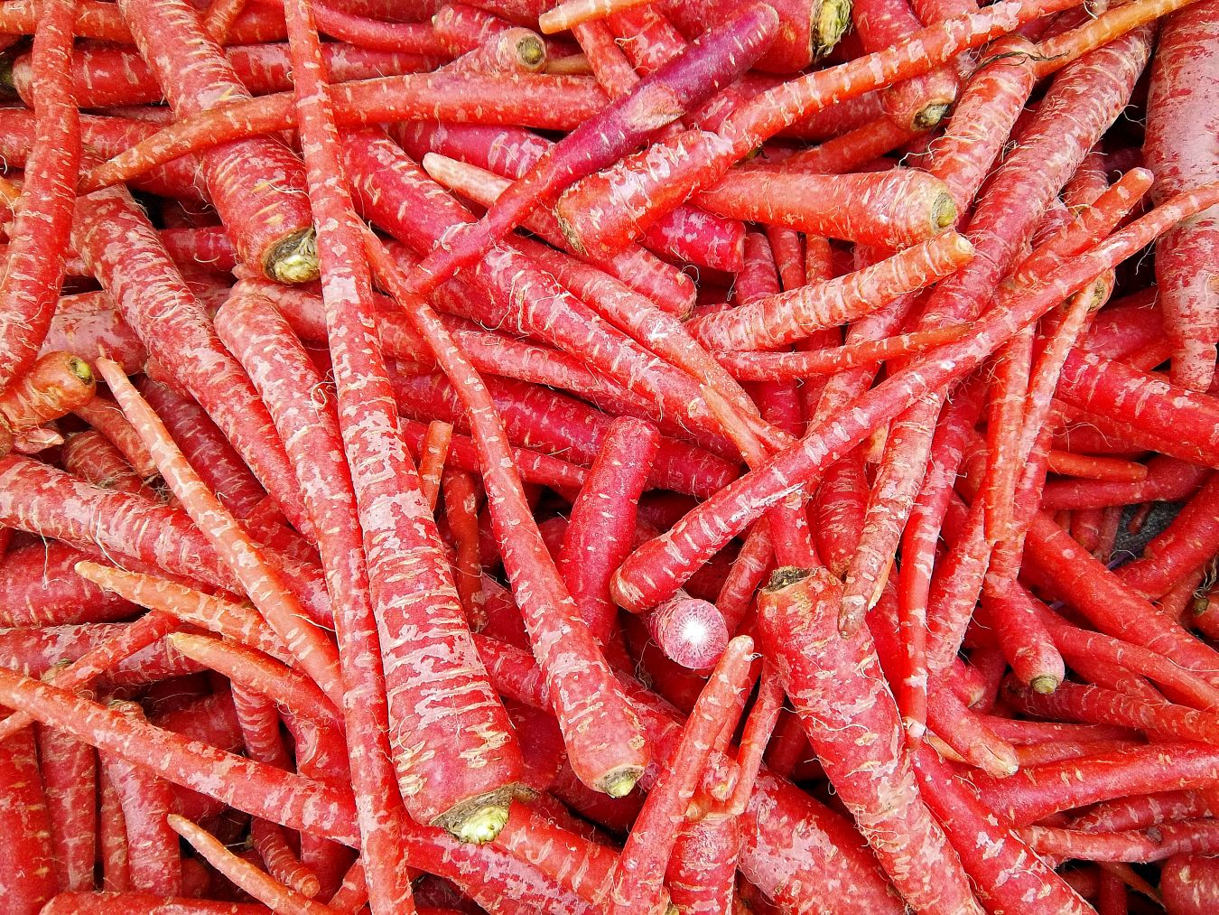 Stock Pictures: Carrots photographs and sketch