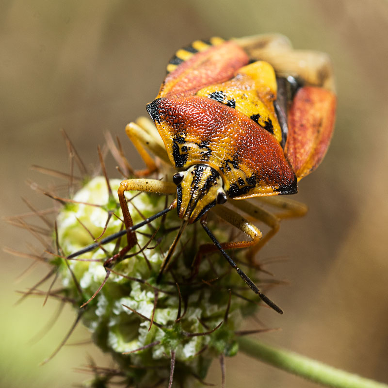 Macrophoto plaisir passion: Carpocore du Midi, Carpocoris pudicus