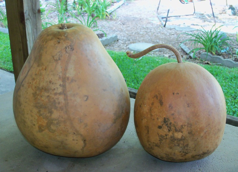 The Gourdqueen: Two Clean Gourds