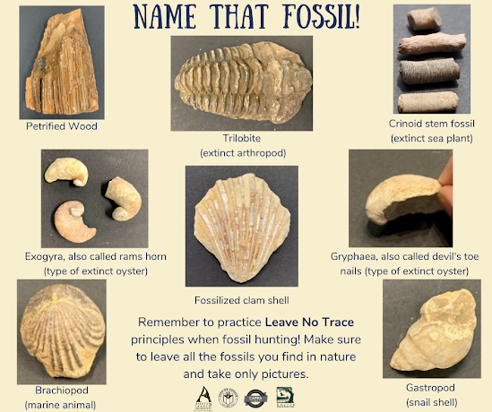 Texas Marine Fossils