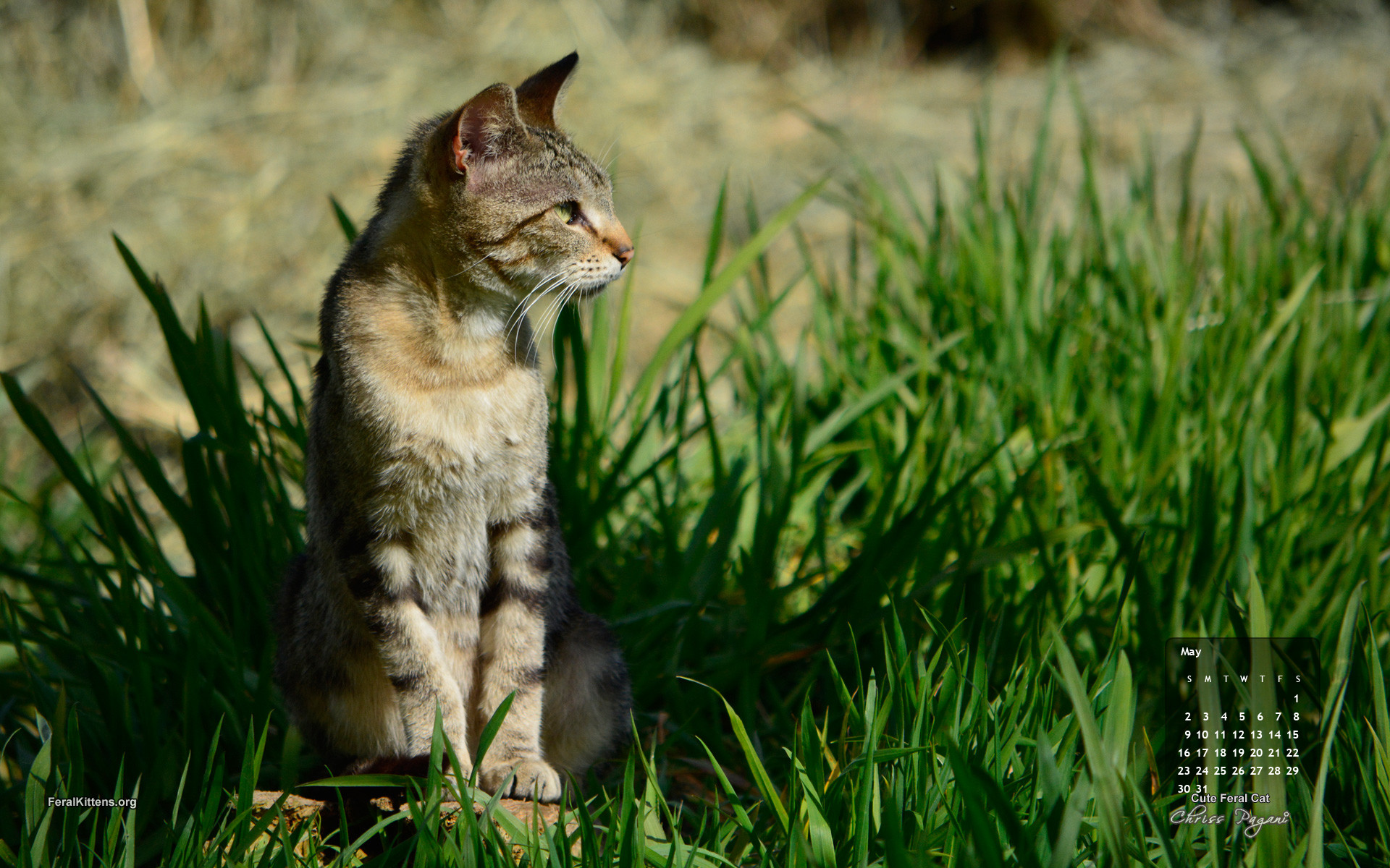 May Cat of the Month Wallpaper - Cute Feral Cat