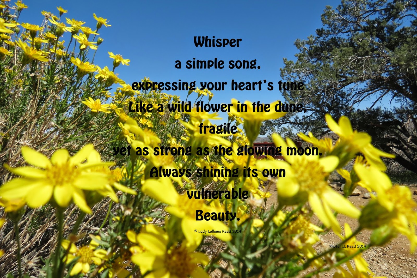 Lady Lallaine Reed's Positive