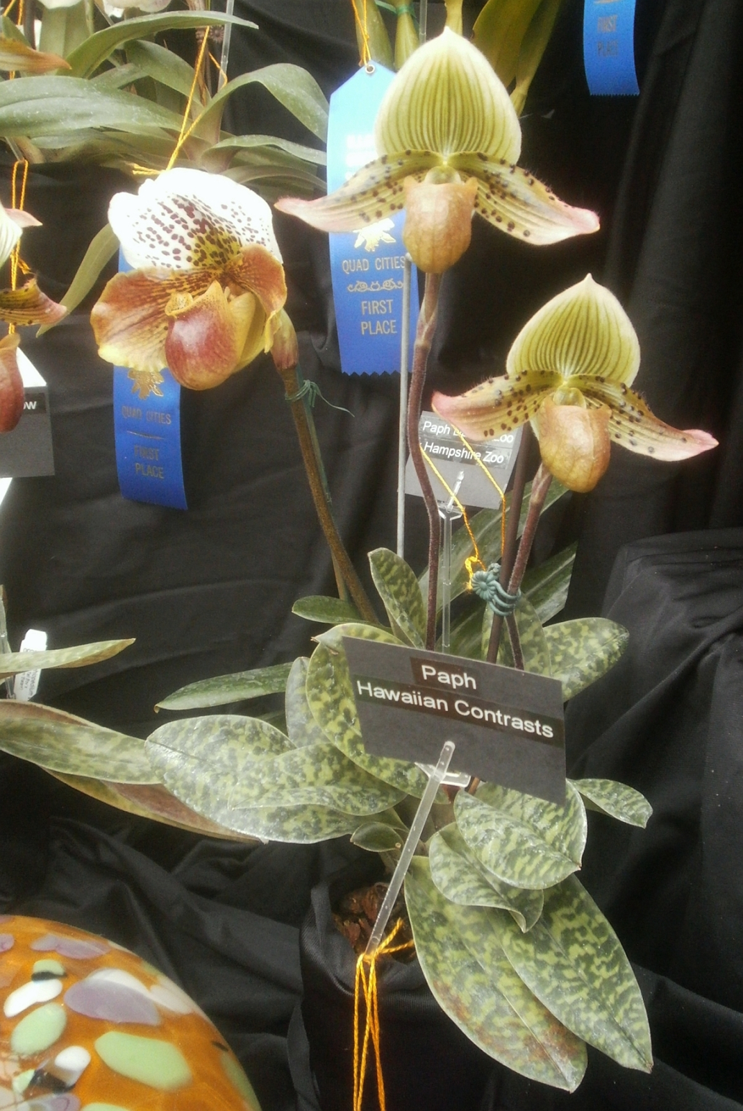 Plants are the Strangest People: 2016