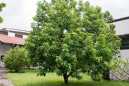 Bunga cempaka (Michelia champaca) - Tanaman Hias Lanskap