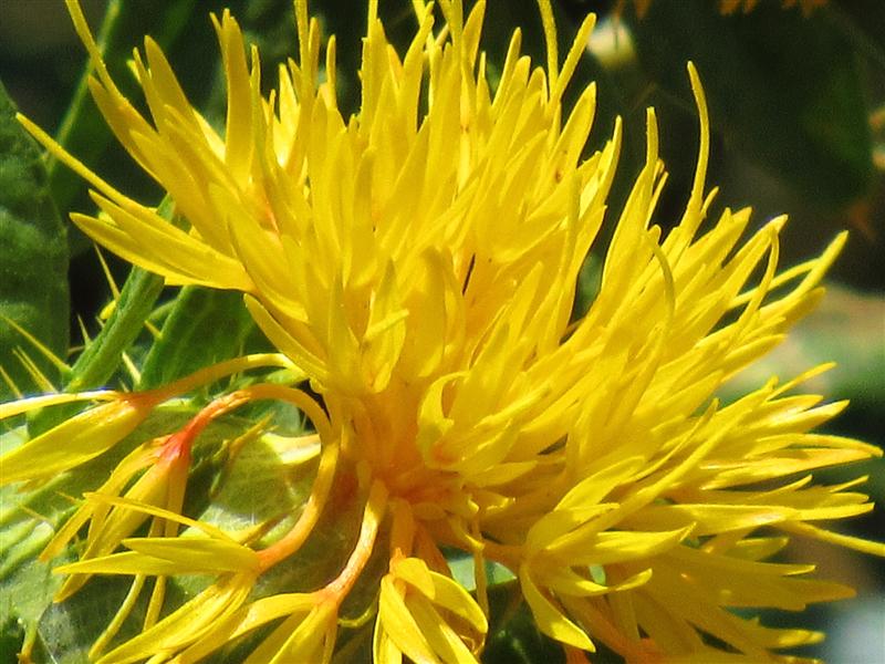 Safflowers & Sunflowers... - HAERR TRIPPIN'