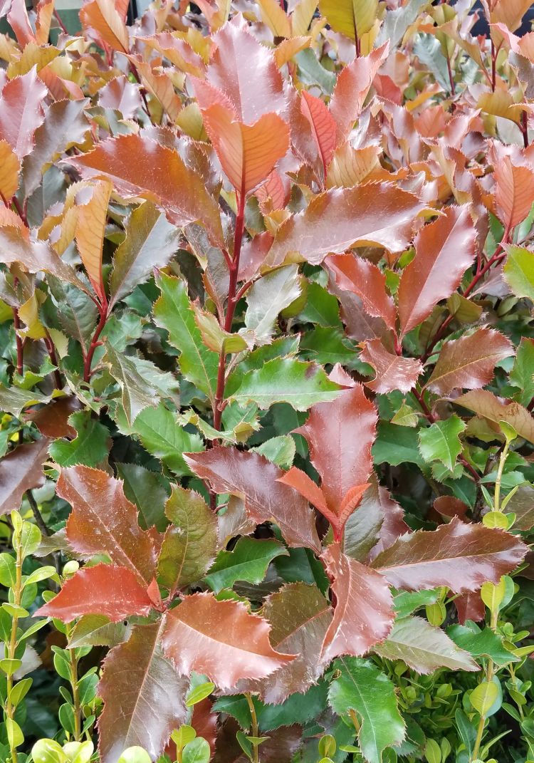 Future Plants by Randy Stewart: Photinia