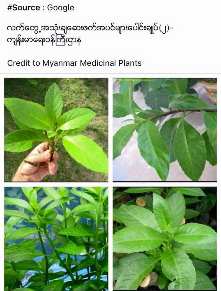 Lwin Phyo Aye: ဆီးချို ရောဂါအတွက် ဆေးနည်းများ (၁)