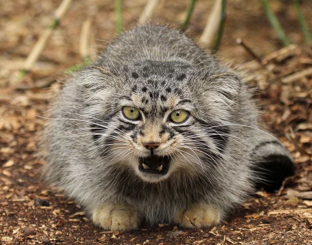 Petits gatos: Você conhece esses felinos?