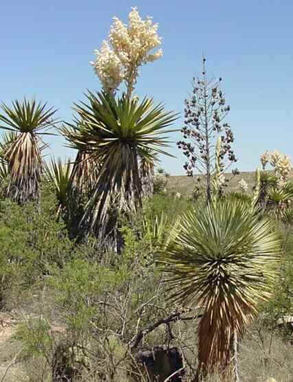 Estado de Chihuahua. Monografia Estatal: SAUCILLO