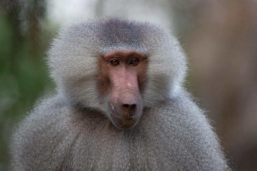 Hamadryas Baboons