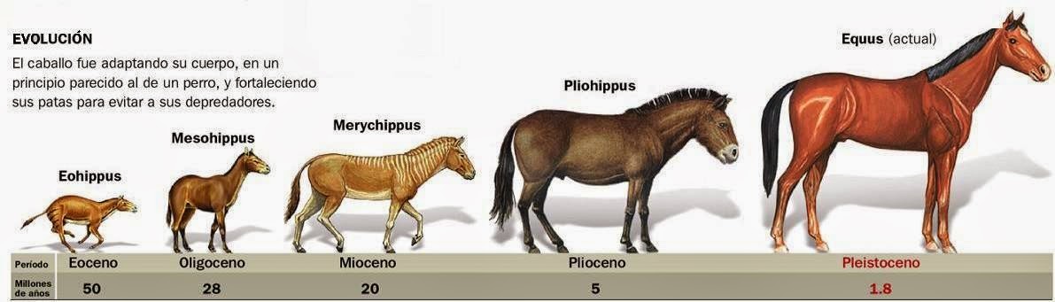 Ciencias Naturales: B2-tema1 Cambios en los seres vivos y procesos de ...