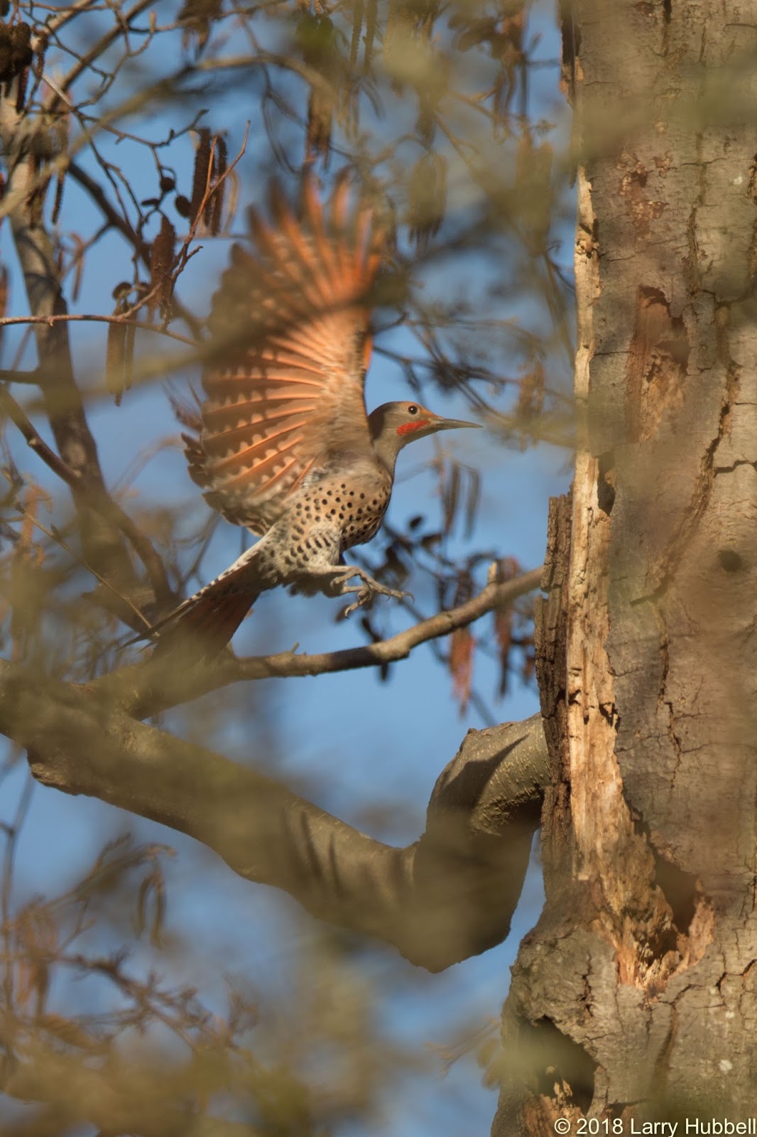 Laurelhurst Blog: All About Flickers