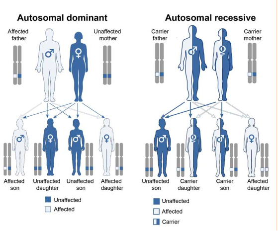 Montclair High School Bio Blog: Will I Acquire Alzheimer’s Disease or ...