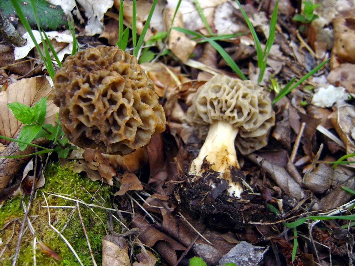 Guía de Setas y Hongos de Navarra.: Morchella esculenta L.