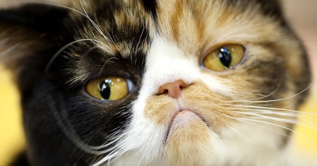 Photo de chat: Tête de chat multicolore