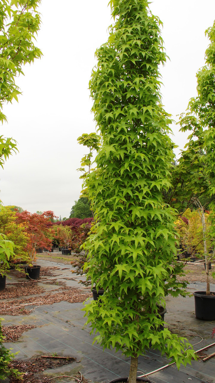 Columnar Tree Dreaming: American Sweetgum Slender Silhouette