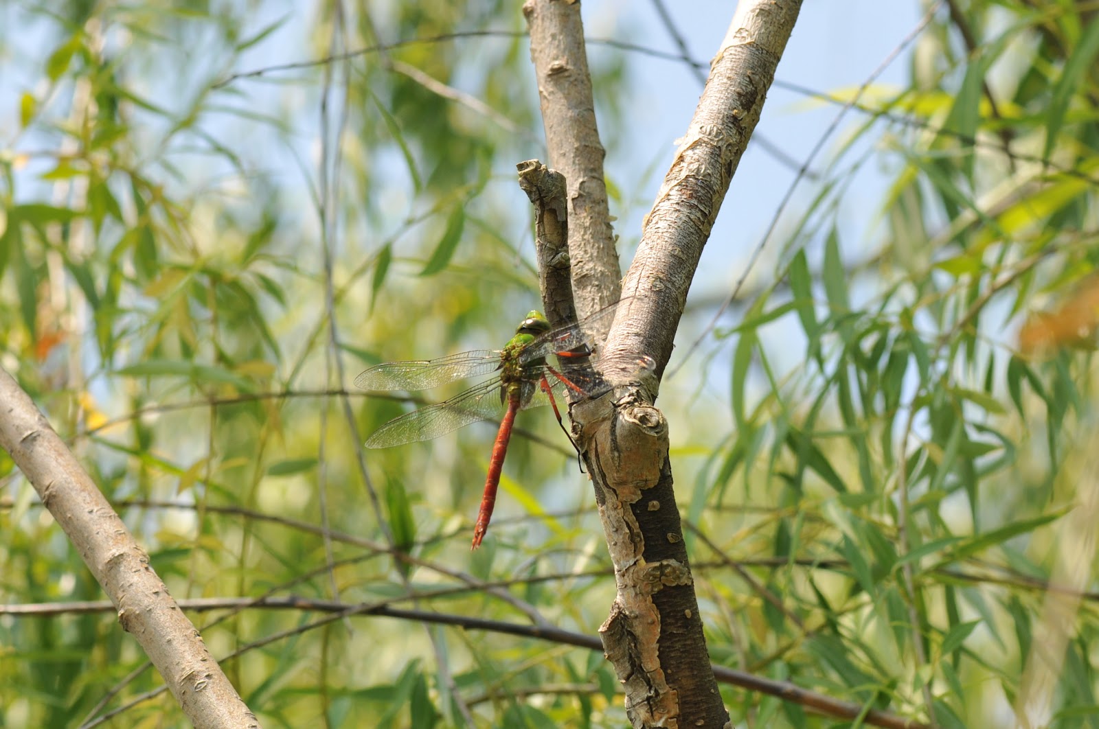 The Dragonfly Whisperer: Virginia Dragonflies: The Comet Darner
