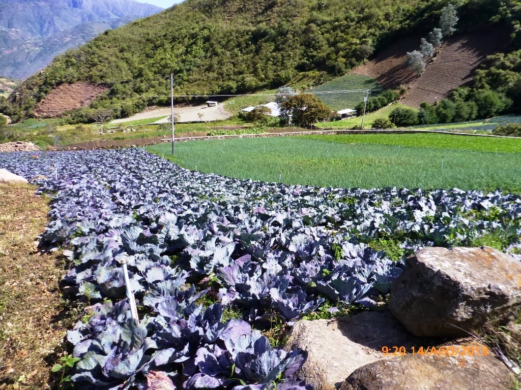 humushunov: BENEFICIOS TANGIBLES DEL USO DEL HUMUS HUNO