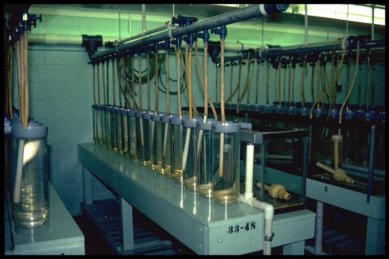 Got Fisheries?: A Journey Through a Fish Hatchery