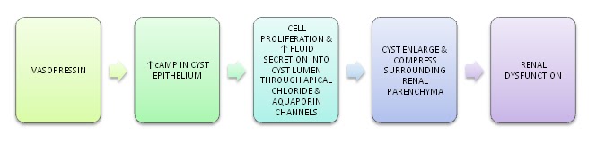Medicine Unleashed!!!: ADPKD (AUTOSOMAL DOMINANT POLYCYSTIC KIDNEY DISEASE)