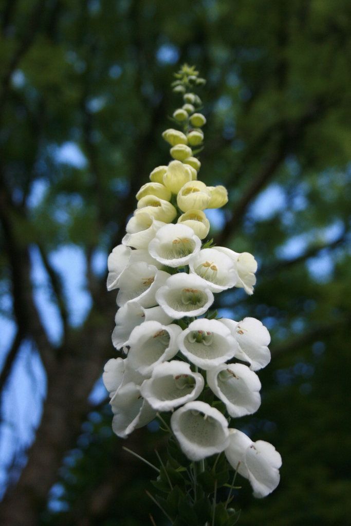 A life at the shoreline. .. by Jeff Copner : digitalis purpurea alba