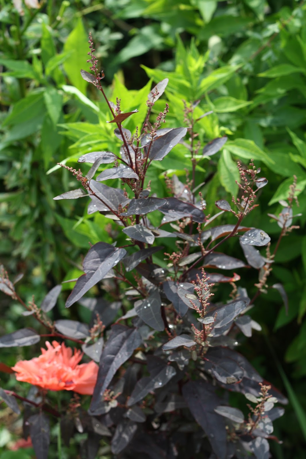 Jardin à Welekete: Atriplex Hortensis Rubra
