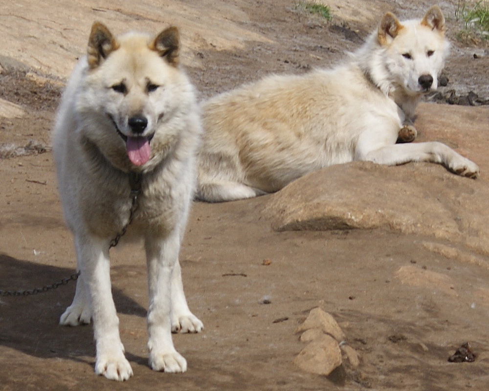 Native American Dog Names native-american-dog-names