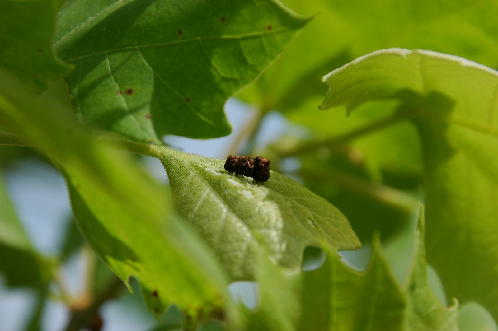 Tree Hugger, Tree Lover: Watch Out For Common Springtime Sycamore Pests ...