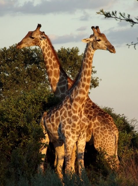 Tracks In The Sand: A small tiff...with a powerful blow!