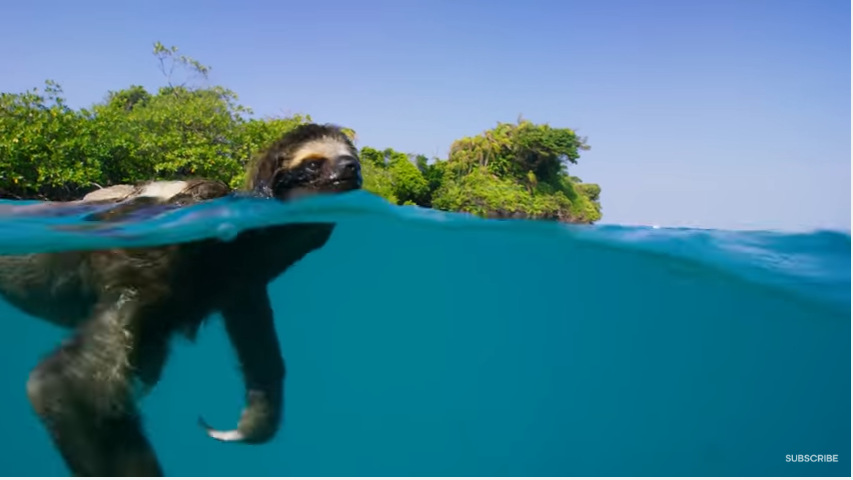 Weekly Top Videos: Swimming Sloth Searches For Mate #PlanetEarth #Nature