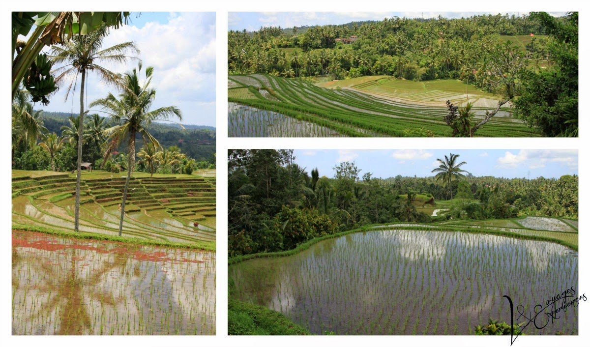 Voyages et Expériences : Bali: de Pemuteran à Sanur VIA PUPUAN, Sublime!