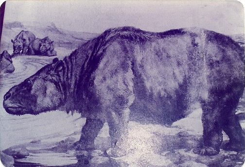 Toxodon - JungleKey.fr Image #250