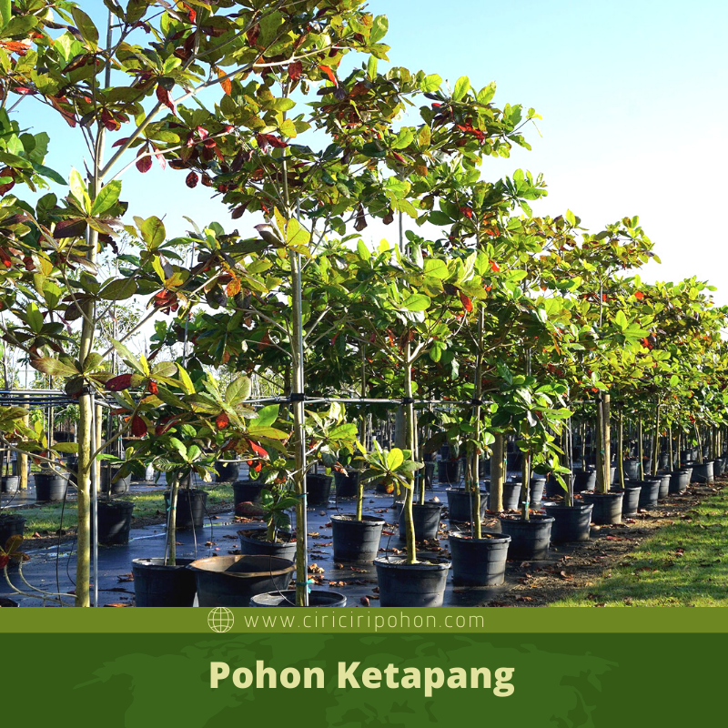Ciri Tanaman Ketapang yang Wajib Diketahui - Ciriciripohon.com
