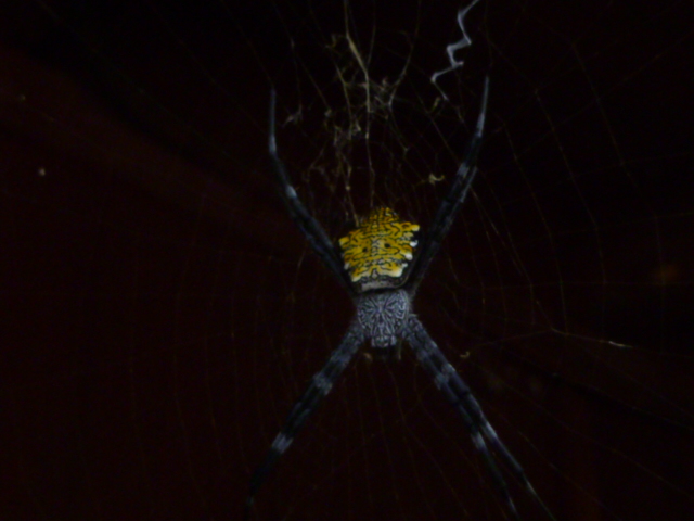 Maui Jungalow: Spider with a Yellow Star Face on its Back - Argiope Appensa
