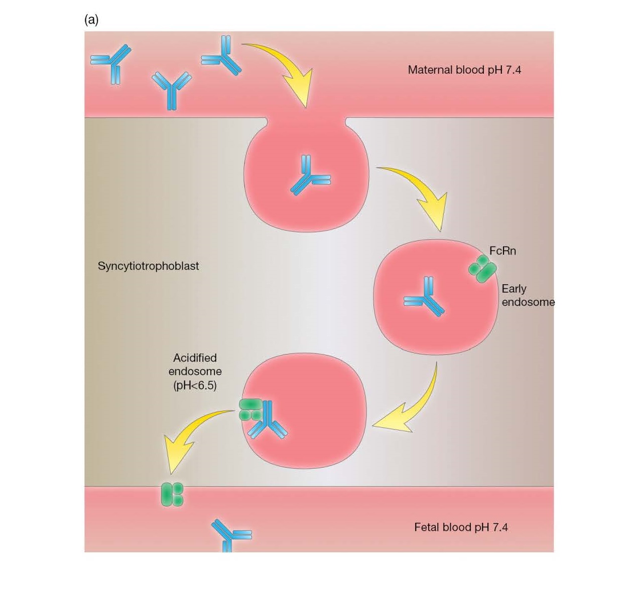 The Structure and Function of The Immunoglobulin Classes - pediagenosis