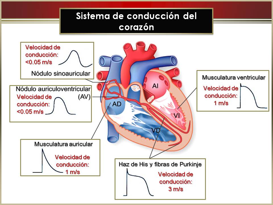 Fisiología - FACULTAD DE MEDICINA: febrero 2013