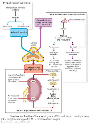 Adrenal Gland Hormones And Functions