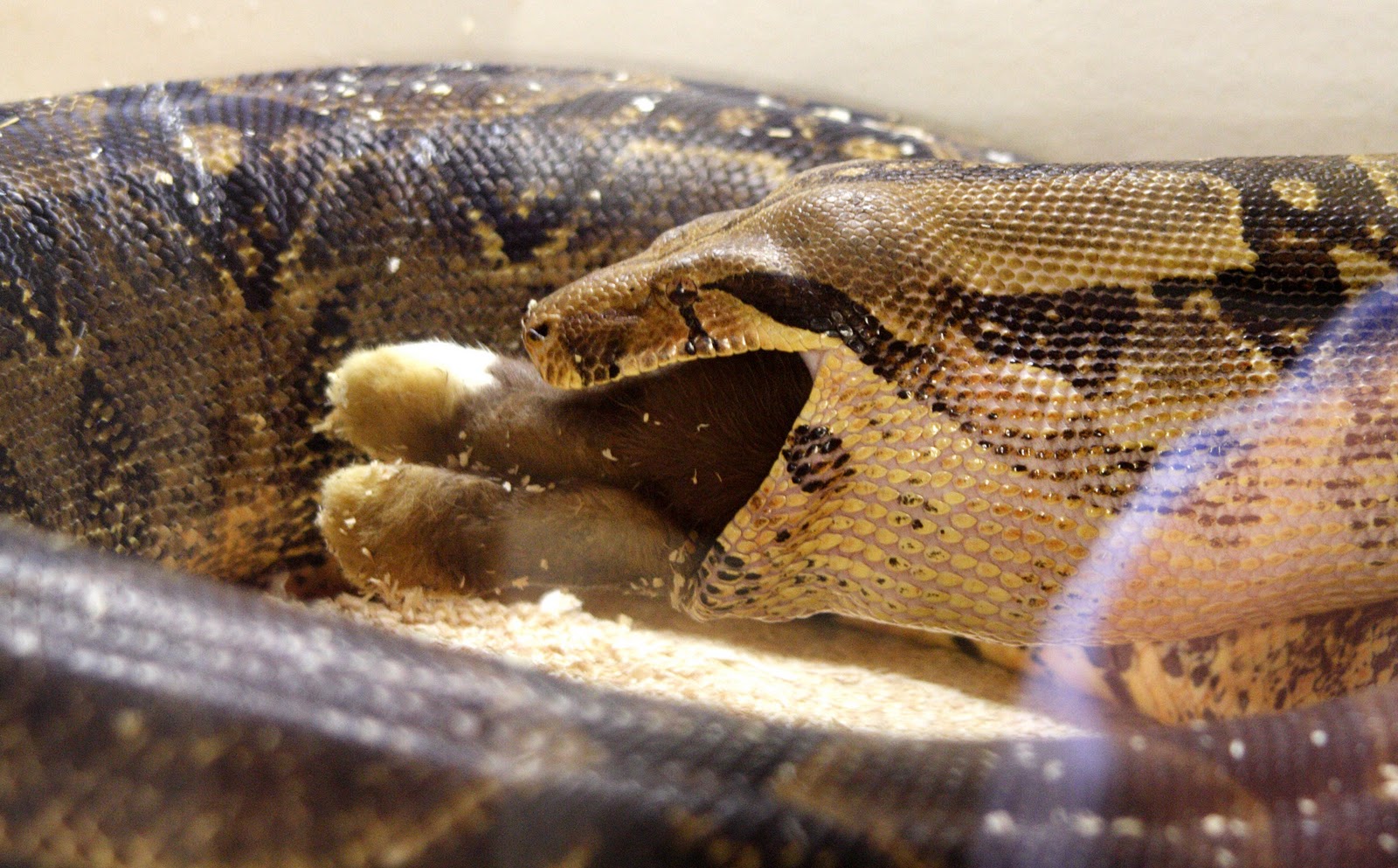 artbeco: Lessons from big snakes and little bunnies