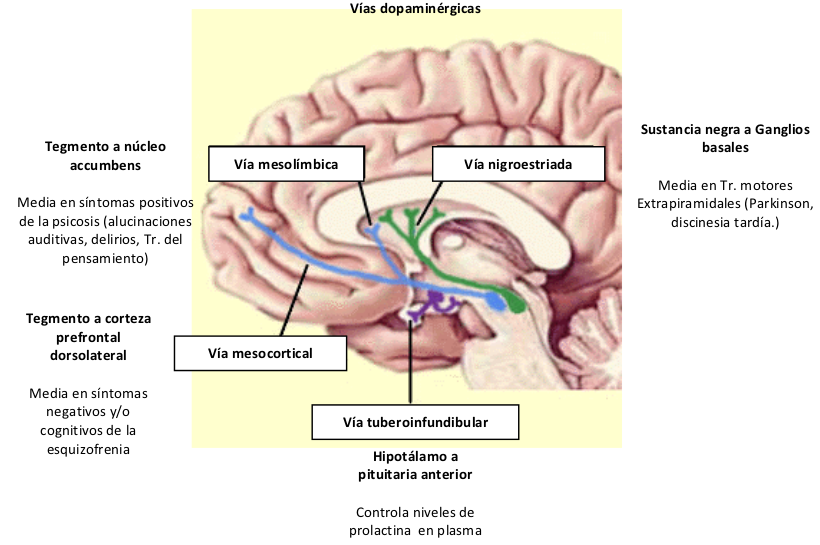 Diario de una Pirómana: Psicofarmacología. Antipsicóticos clásicos o ...
