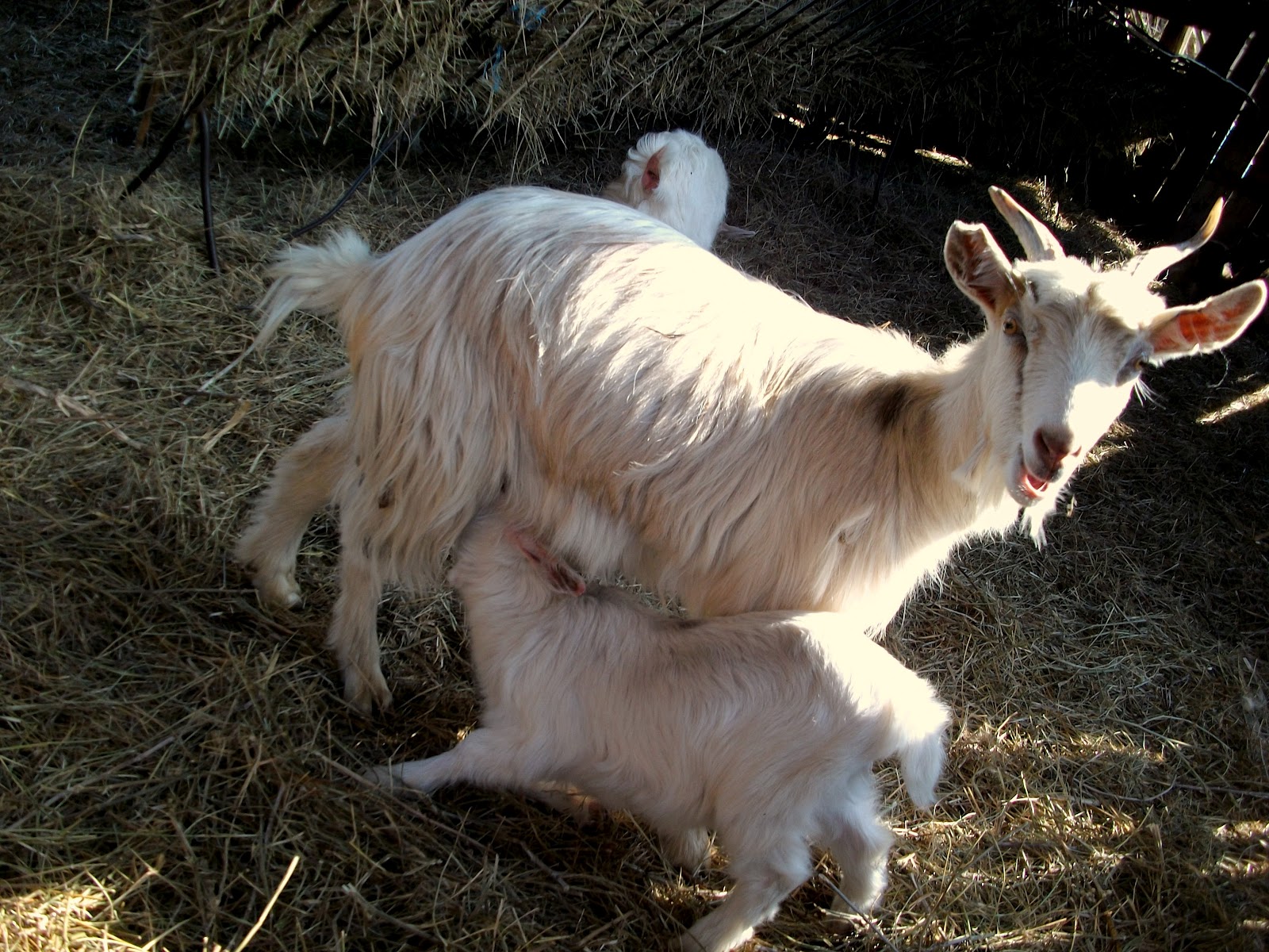 Dusa Ioan : Capra si iedul