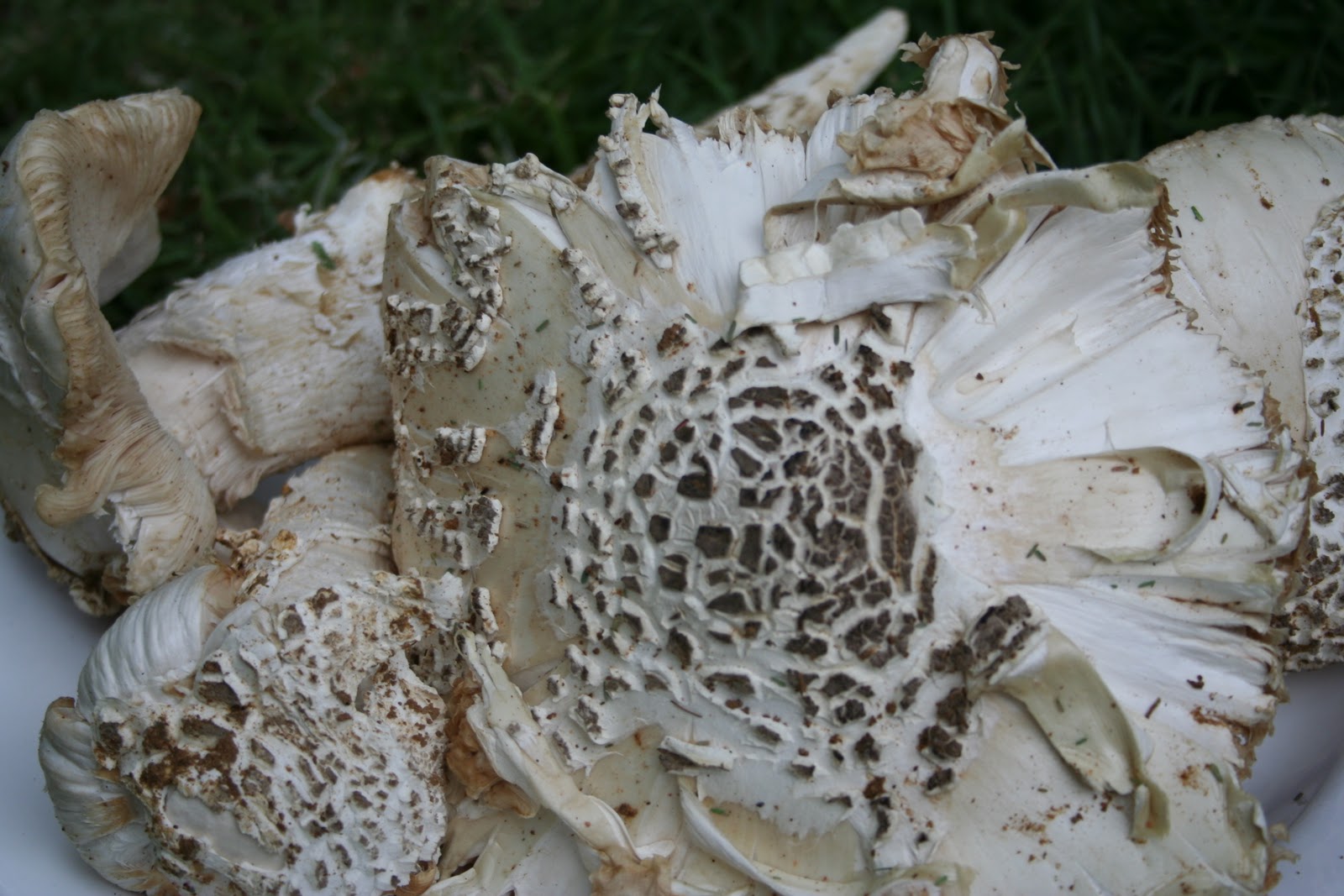 Secretly Namibian: Omajova Mushrooms.