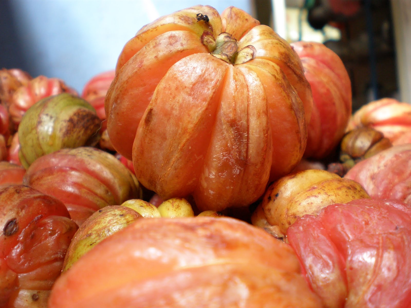 Scouting Magazine - Sri Lanka: ගස් වර්ග 15 - 15. ගොරකා ශාකය ...