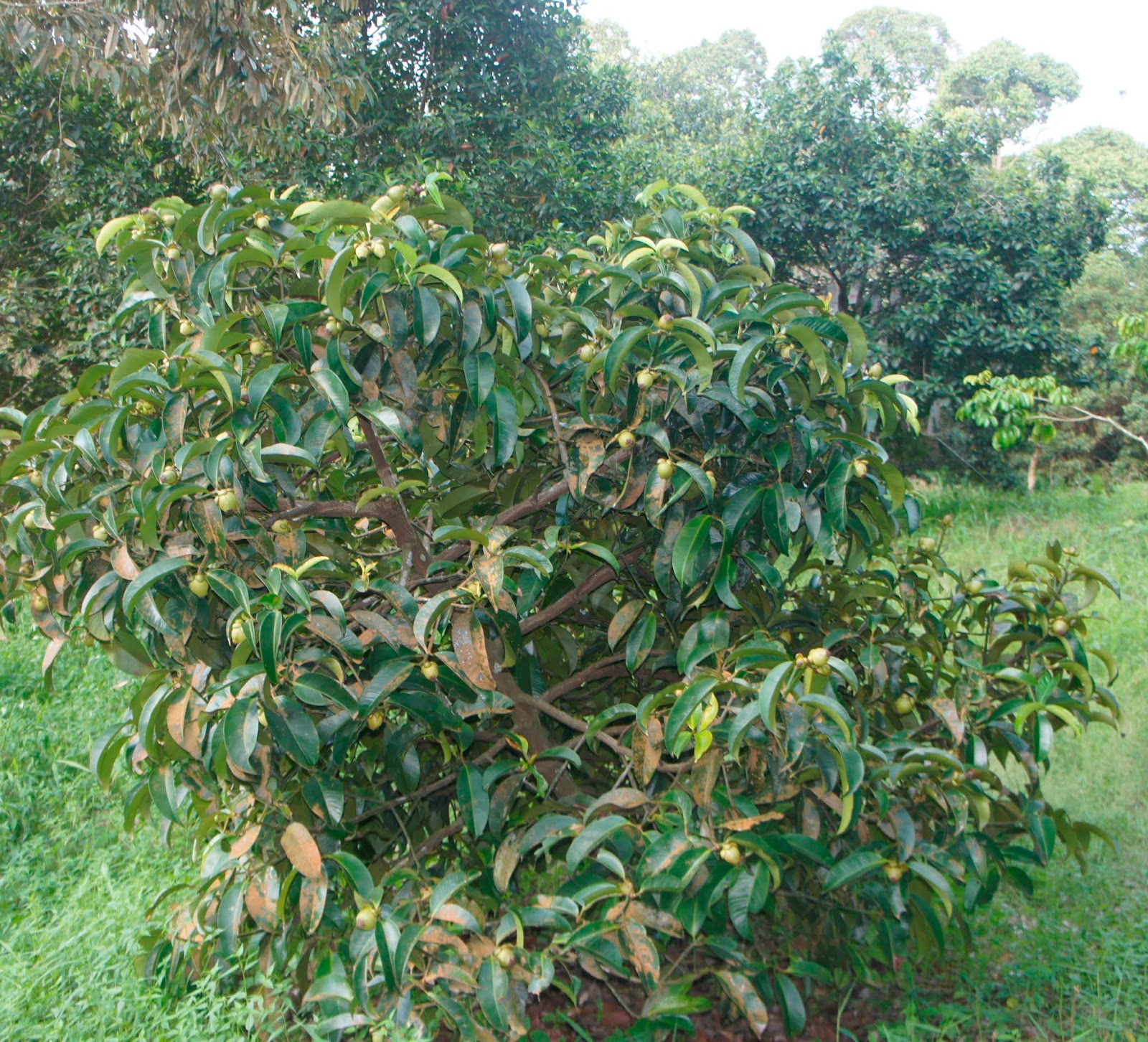 Warisan Petani: Pokok Manggis Mesta