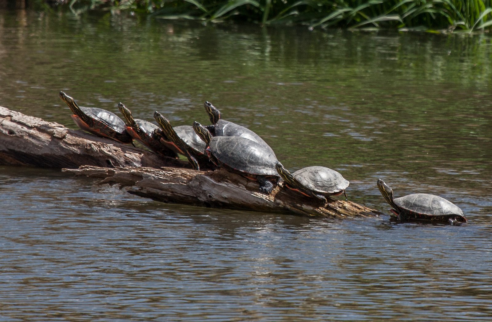 RonNewby: Painted Turtles Poudre River Near Windsor Colorado